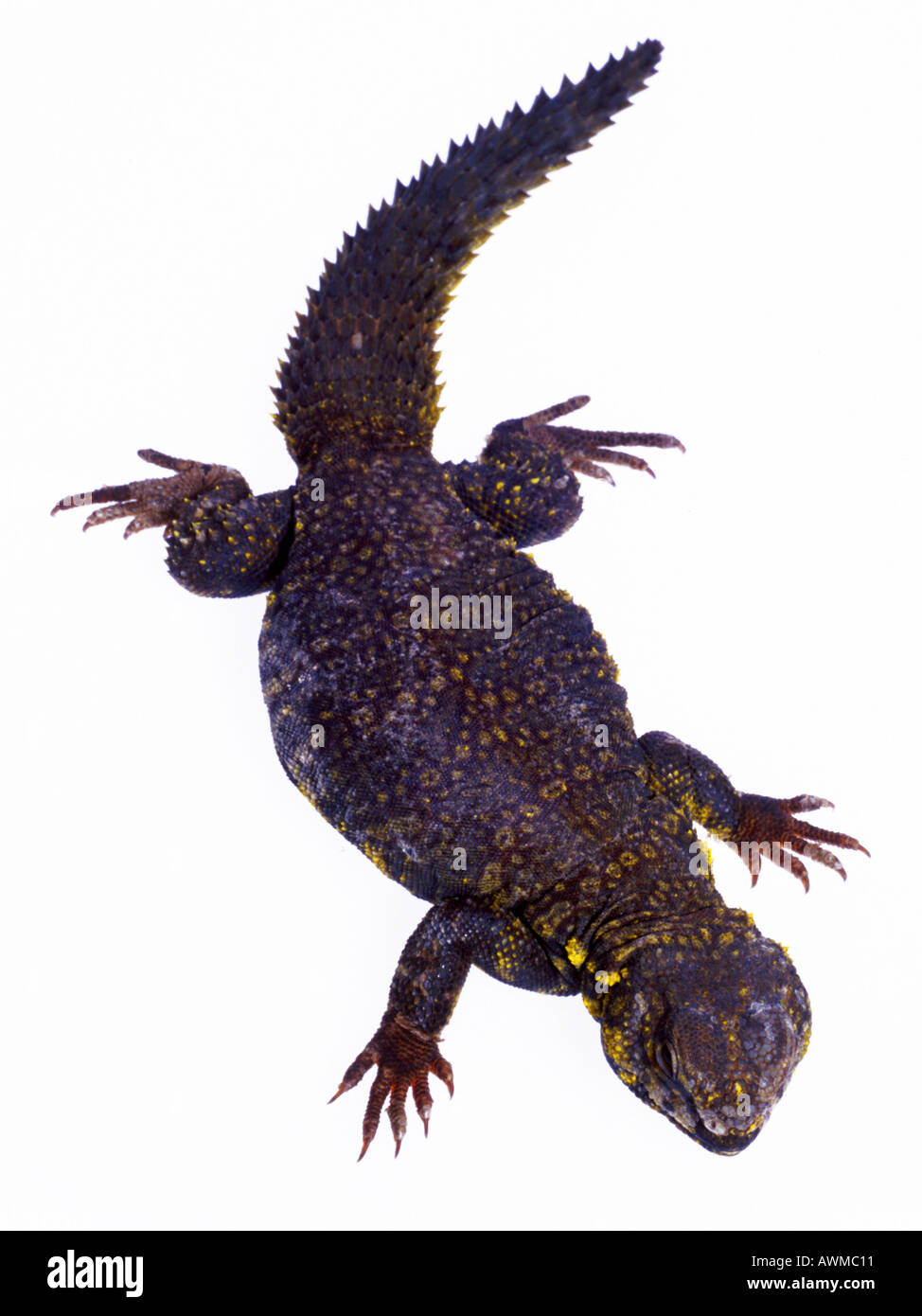 Close-up of Saharan Spiny-tailed Lizard (Uromastyx geyri) on white ...