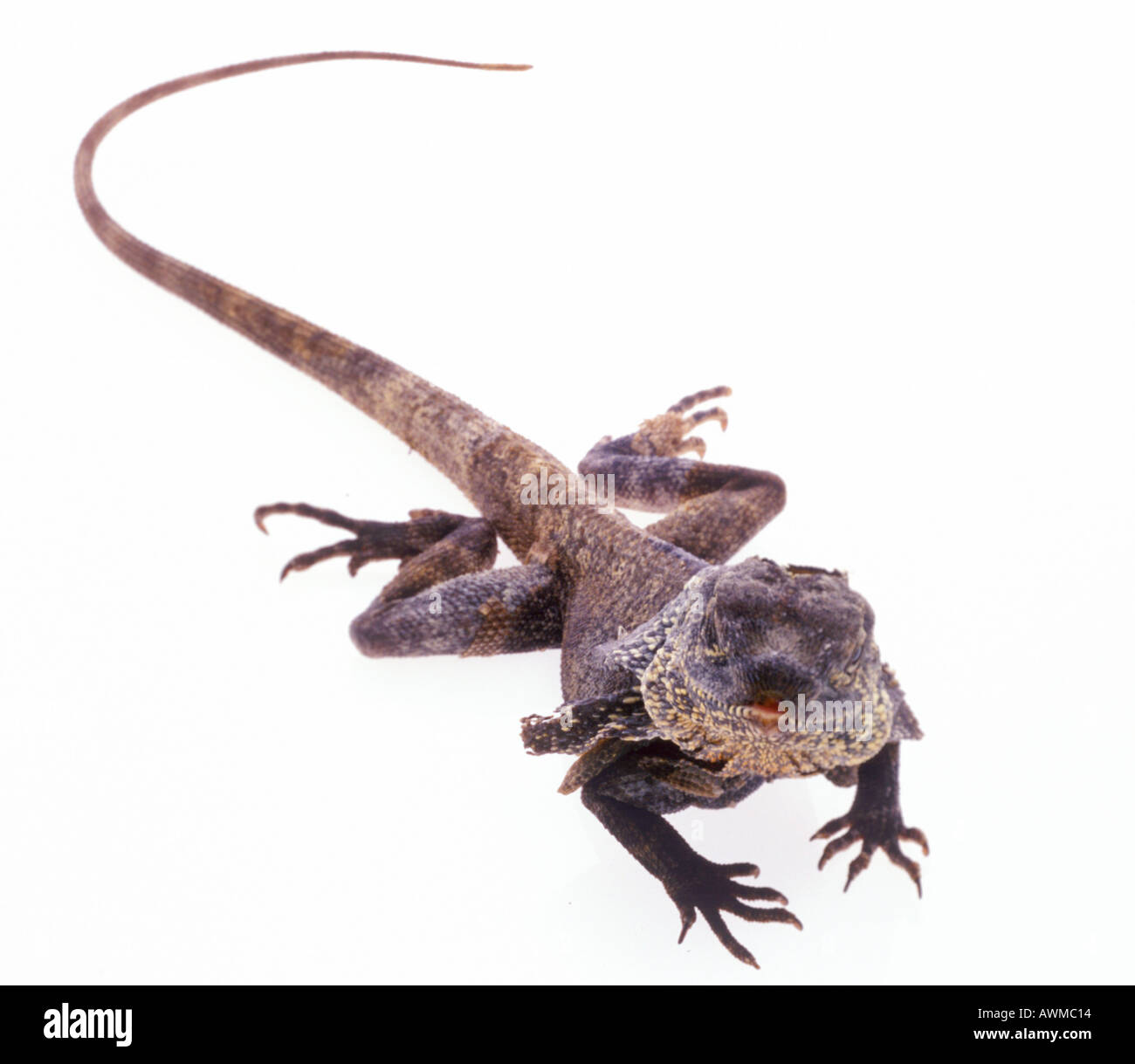 Close-up of Frill-necked lizard (Chlamydosaurus kingii) on white ...