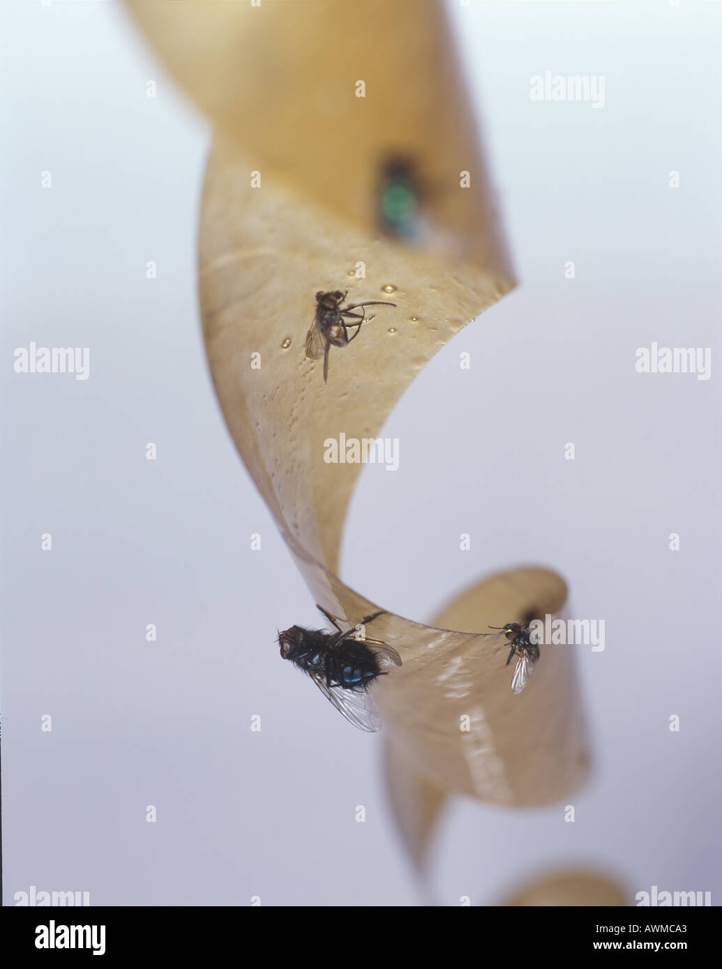 Flypaper with dead flies Stock Photo - Alamy