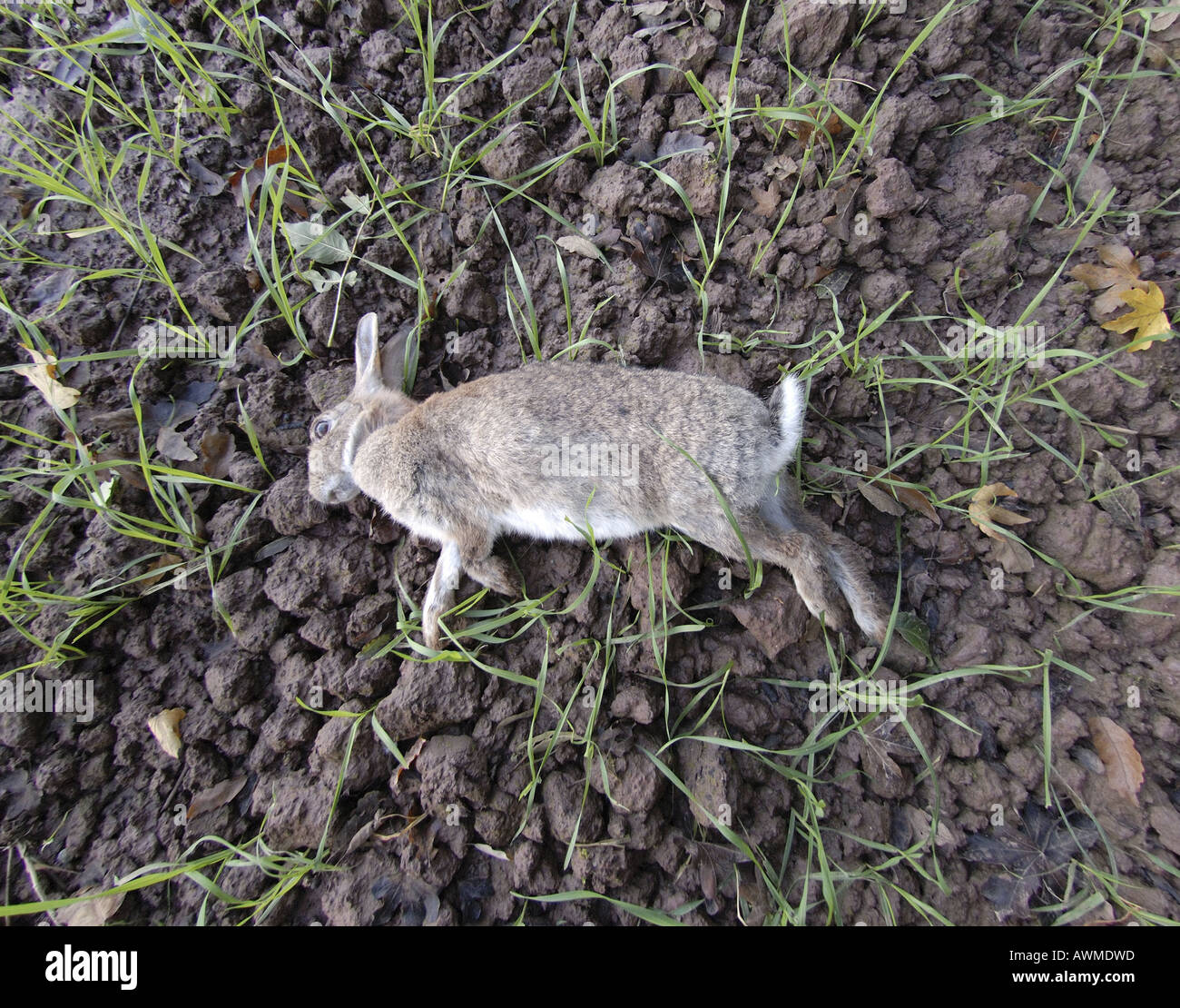 Dead rabbit lying in a field that was killed by a ferret Stock Photo ...