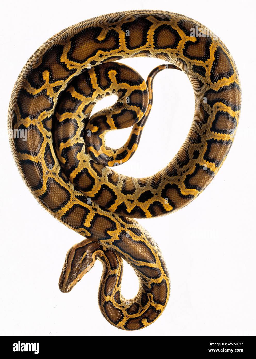 Close-up of Burmese Python (Python molurus bivittatus) on white ...