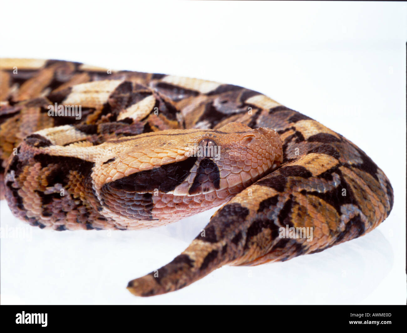 Close-up of gaboon viper on white background Stock Photo - Alamy