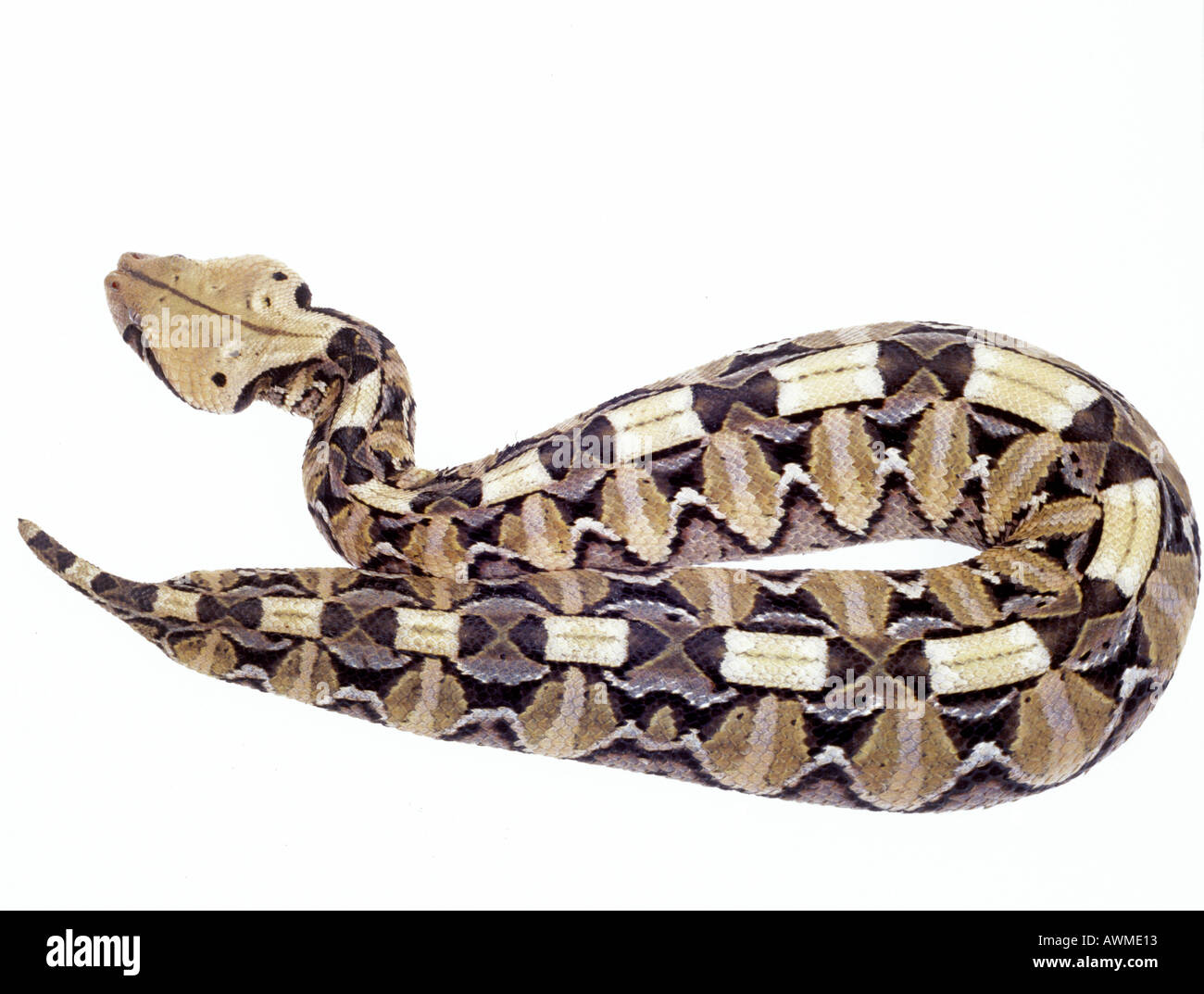 Gaboon viper Cut Out Stock Images & Pictures - Alamy