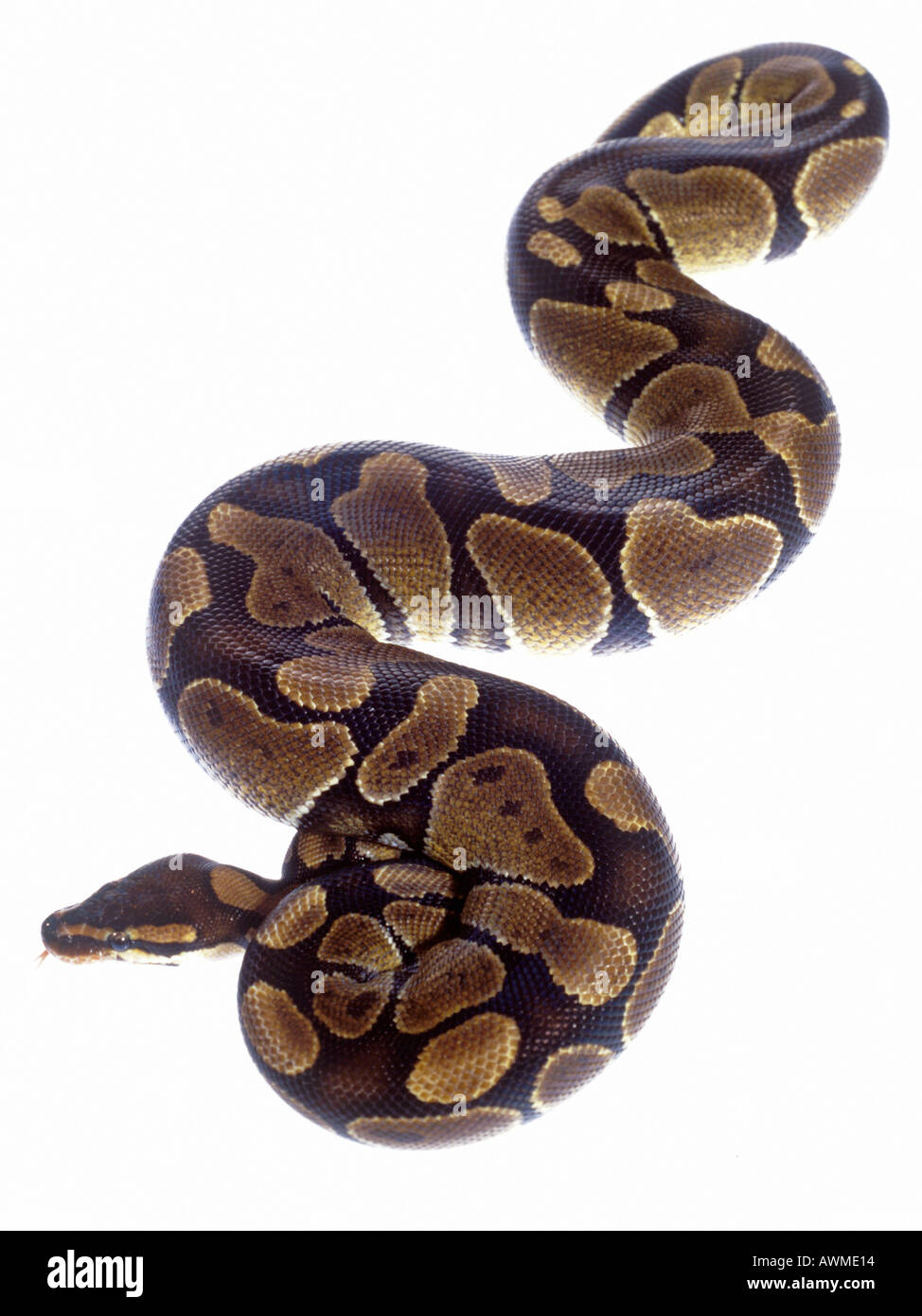 Close-up of Royal Python (Python regius) on white background Stock ...