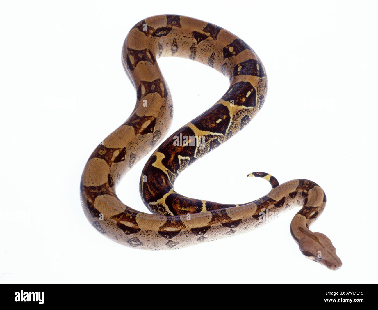 Close-up of Boa Constrictor snake on white background Stock Photo - Alamy