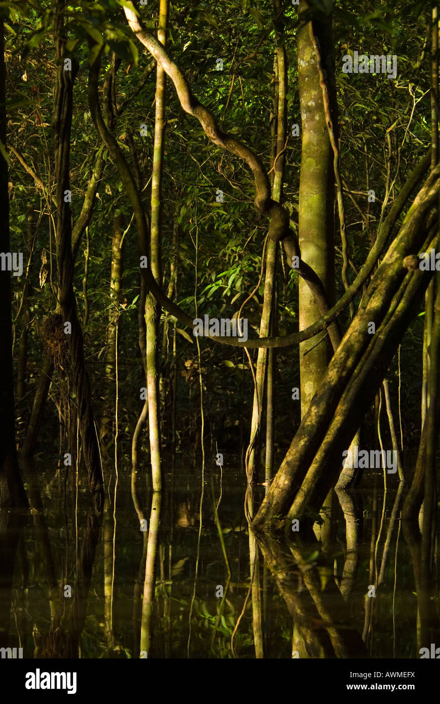 Flooded varzea forest hi-res stock photography and images - Alamy