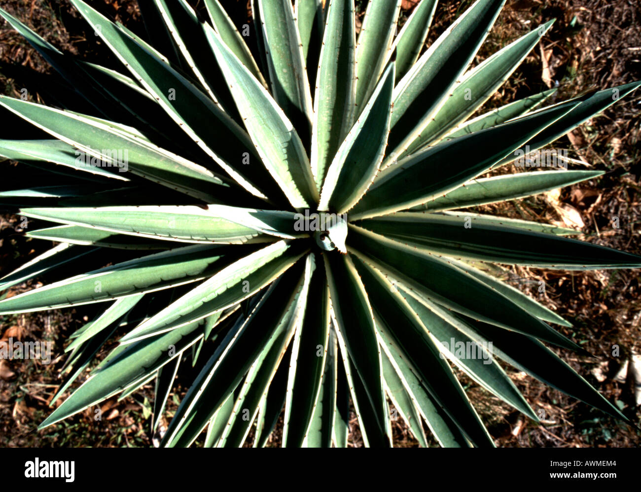 Sharp angular leaf hi-res stock photography and images - Alamy
