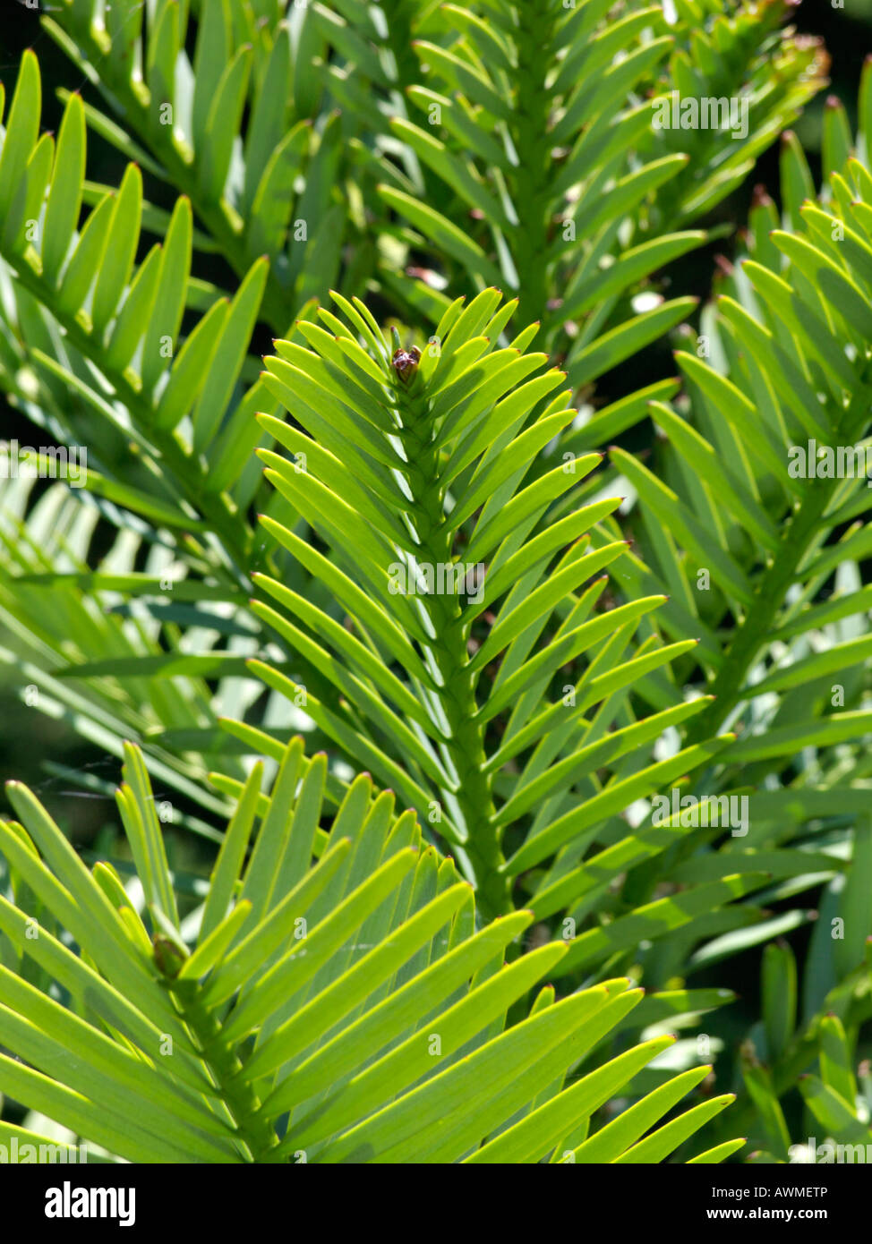 Wollemi pine trees hi-res stock photography and images - Alamy