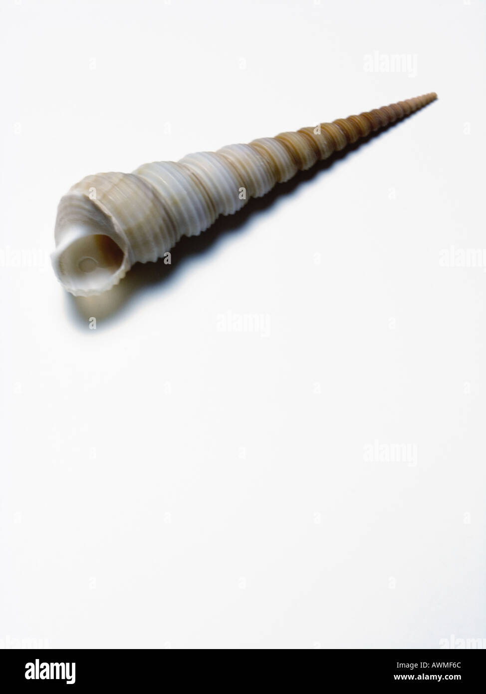 Seashell images hi-res stock photography and images - Alamy