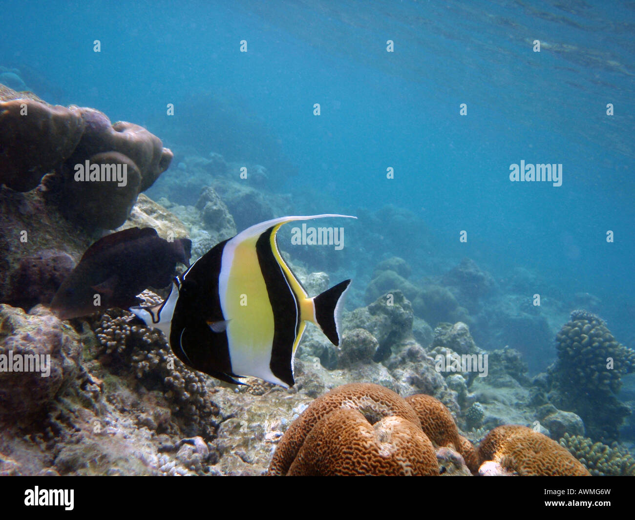 Moorish idol hi-res stock photography and images - Alamy
