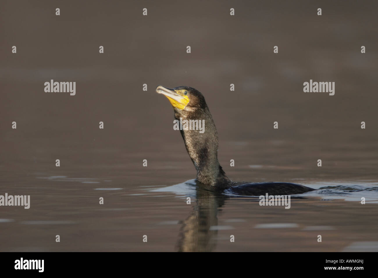 Great Cormorant (Phalacrocorax carbo) swallowing fish Stock Photo - Alamy
