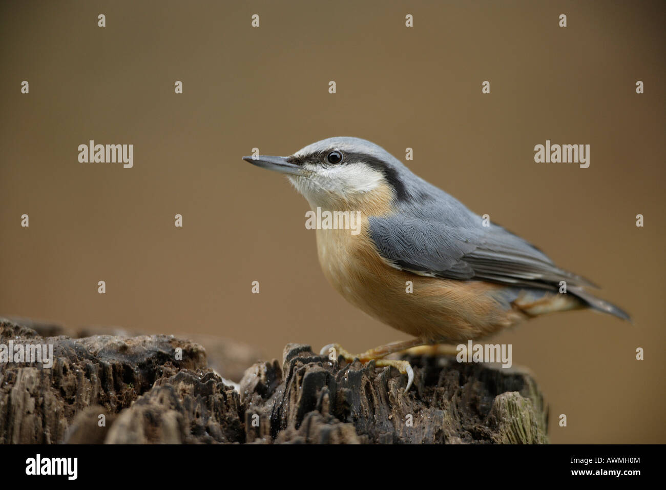 Eurasian Nuthatch (Sitta europaea Stock Photo - Alamy