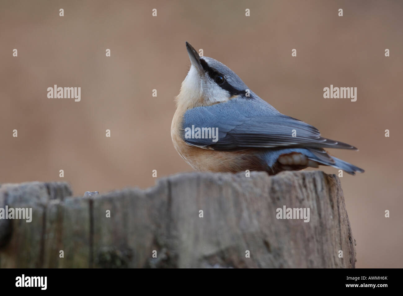 Eurasian nuthatch photo hi-res stock photography and images - Alamy