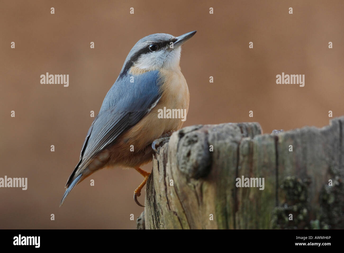 Eurasian Nuthatch Sitta europaea Stock Photo - Alamy
