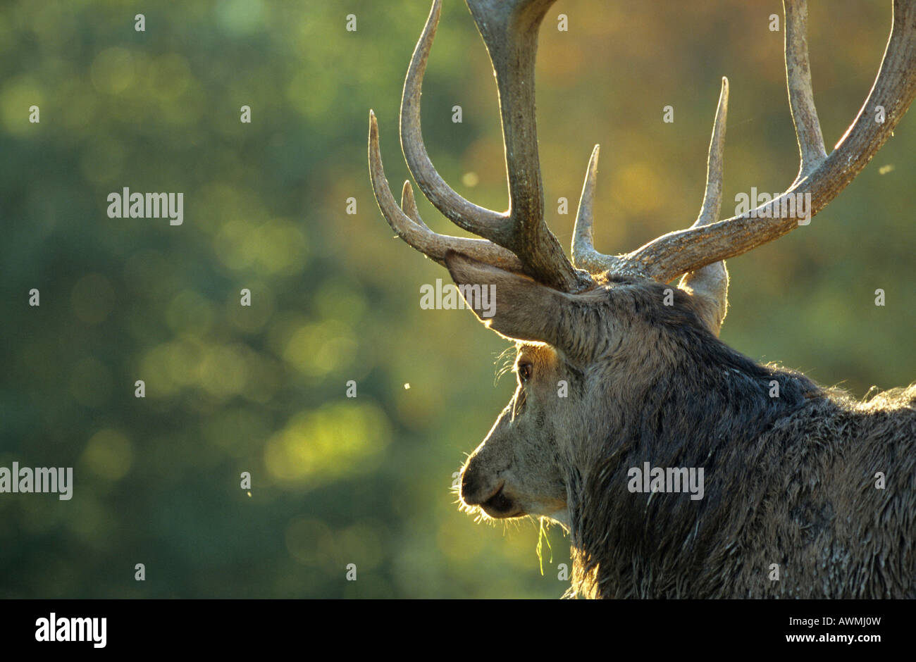 Red Deer, male / (Cervus elaphus Stock Photo - Alamy