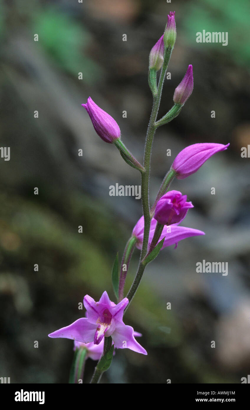 Red Helleborine (Cephalanthera rubra Stock Photo - Alamy