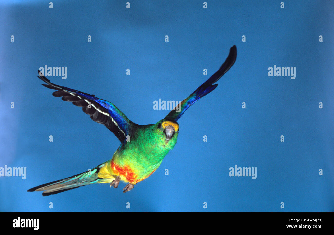 Mulga Parrot (Psephotus varius) captive Stock Photo - Alamy