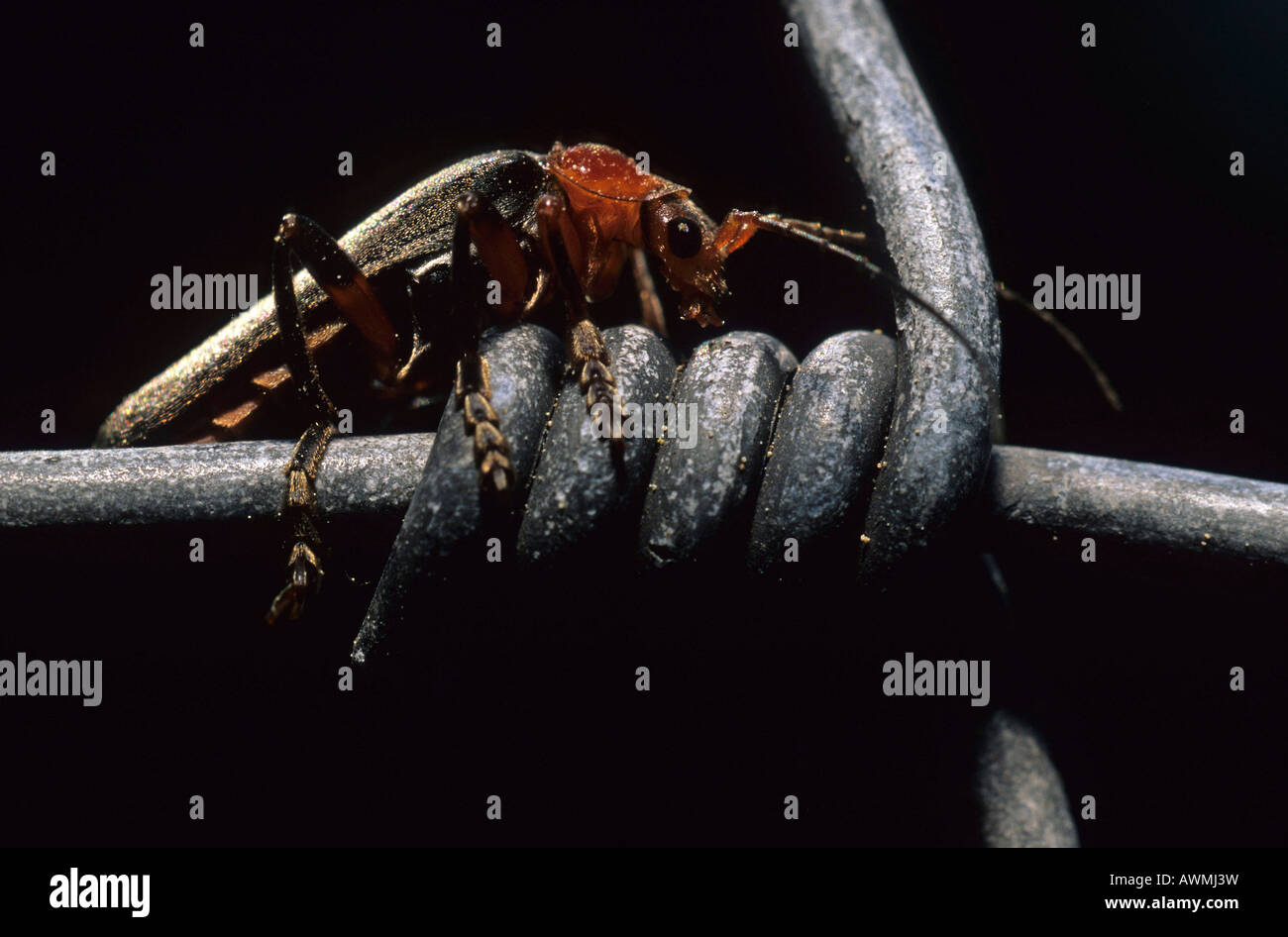 Soldier beetle (Cantharis fusca Stock Photo - Alamy
