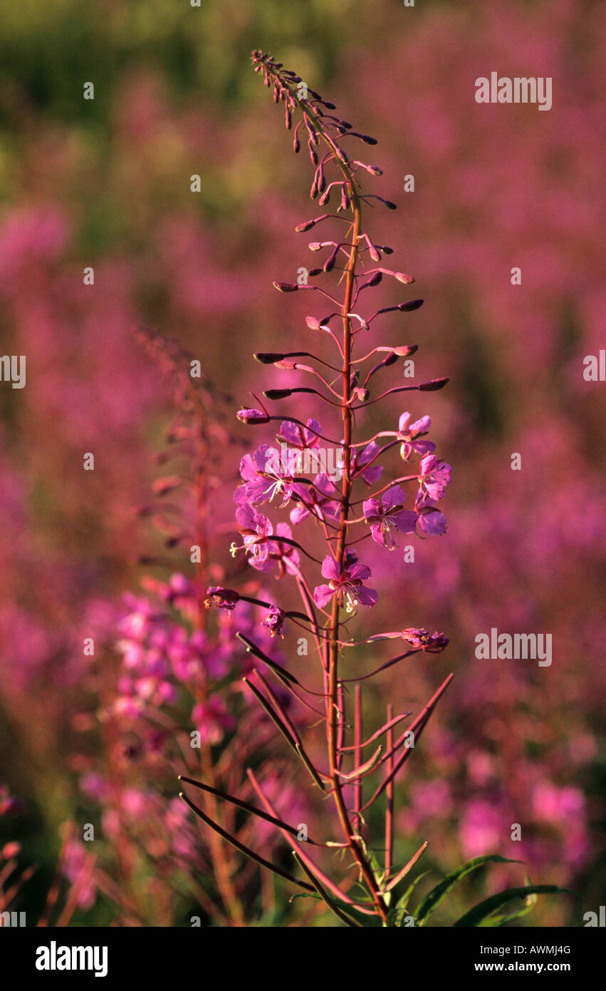 Rosebay Willowherb (Epilobium angustifolium Stock Photo - Alamy