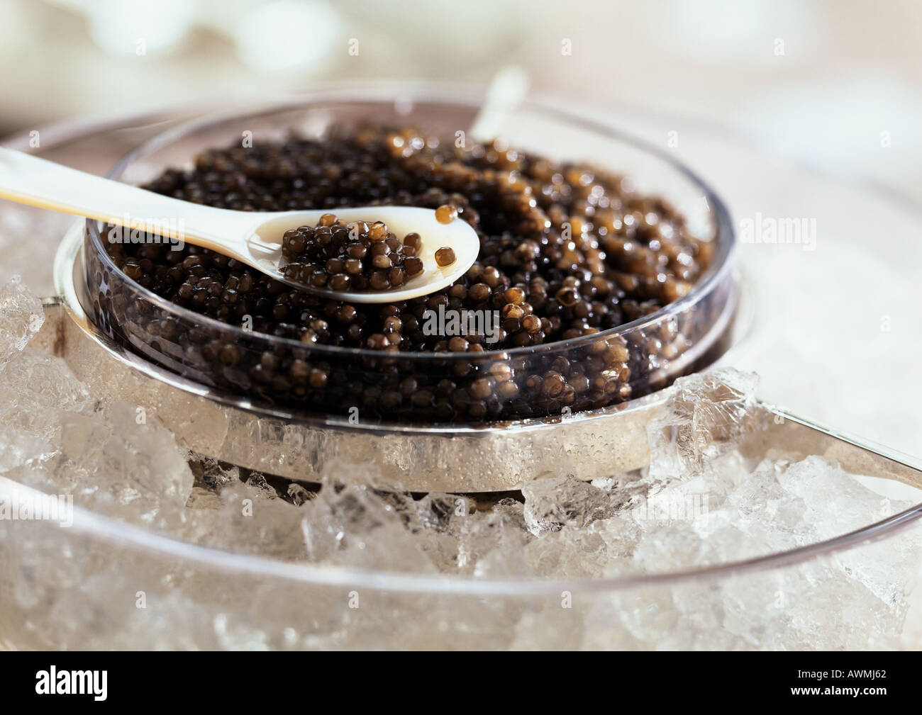 Sturgeon images hi-res stock photography and images - Alamy