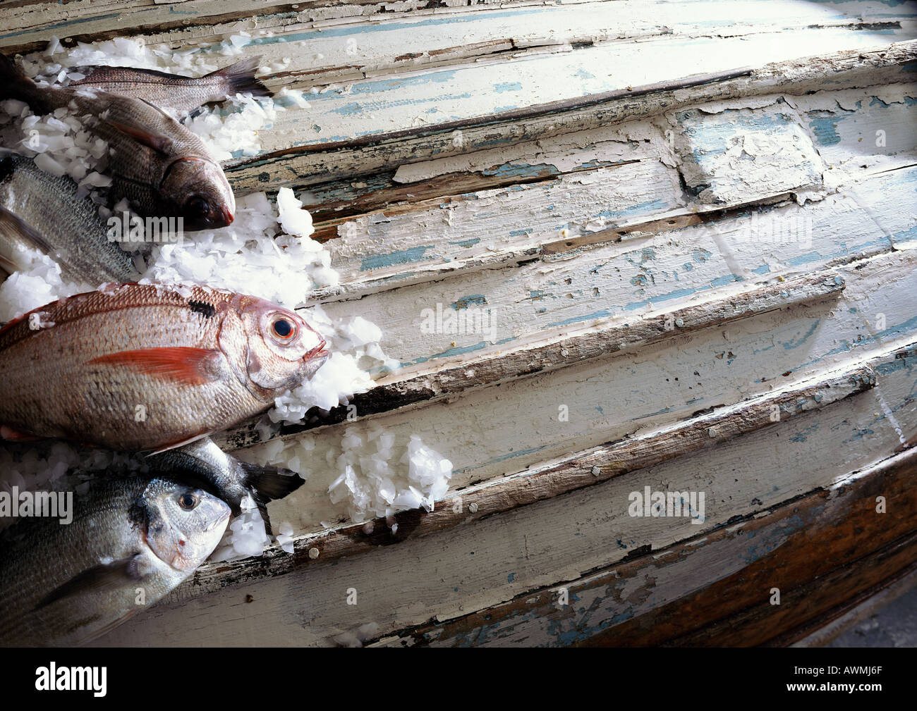 Fish on ice, on underside of boat Stock Photo - Alamy
