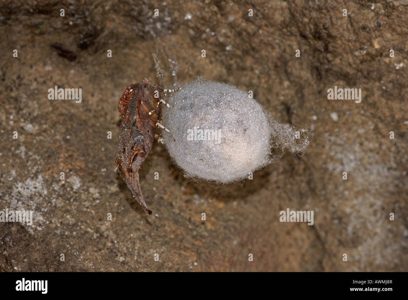 Cocoon from european cave spider (Meta menardi) and the Herald ...