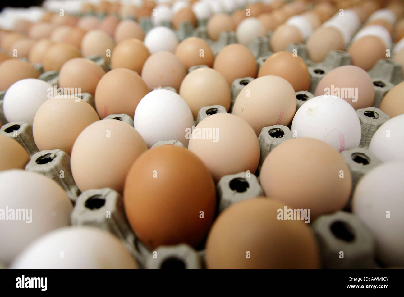 Internal egg mass hi-res stock photography and images - Alamy