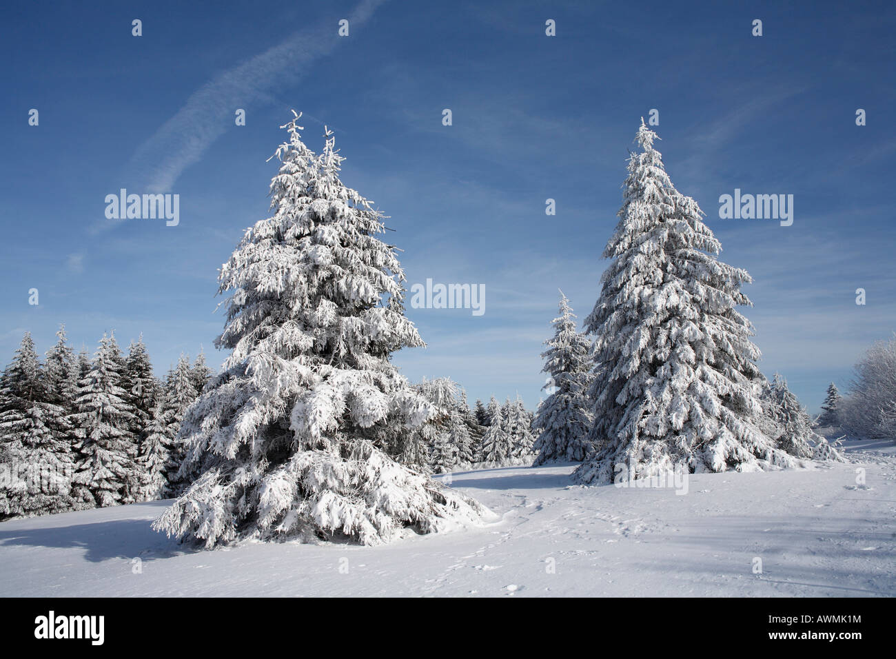 Snow-covered spruce trees, Mt. Heidelstein, Lange Rhoen Mountains ...