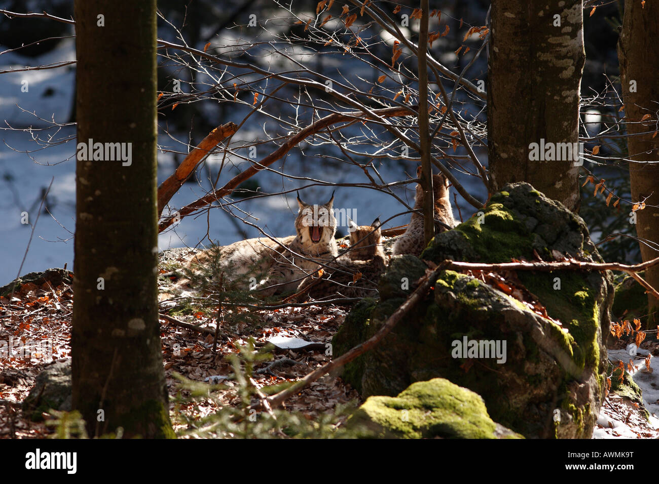 Eurasian Lynx (Lynx lynx) mother with two cubs in an outdoor enclosure ...