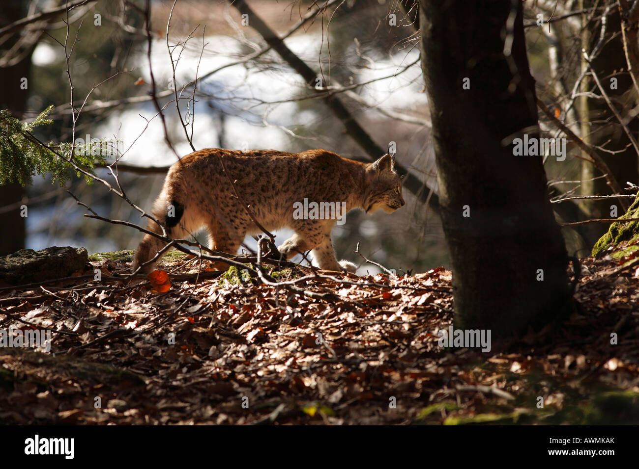 Young Eurasian Lynx (Lynx lynx) in an outdoor enclosure in the ...