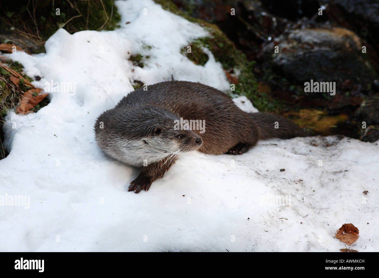 Eurasian Otter (Lutra lutra) in an outdoor enclosure in the Bayerischer ...