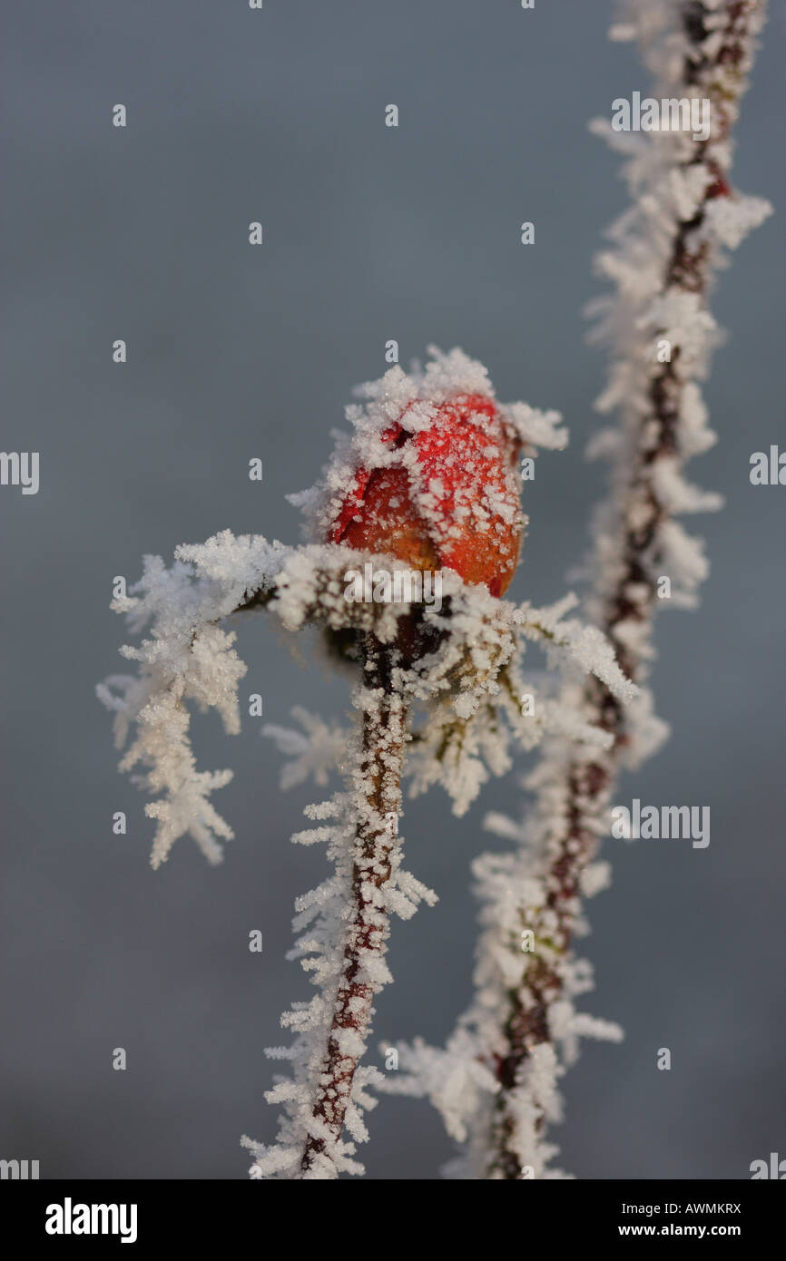 Frosted rose buds hi-res stock photography and images - Alamy