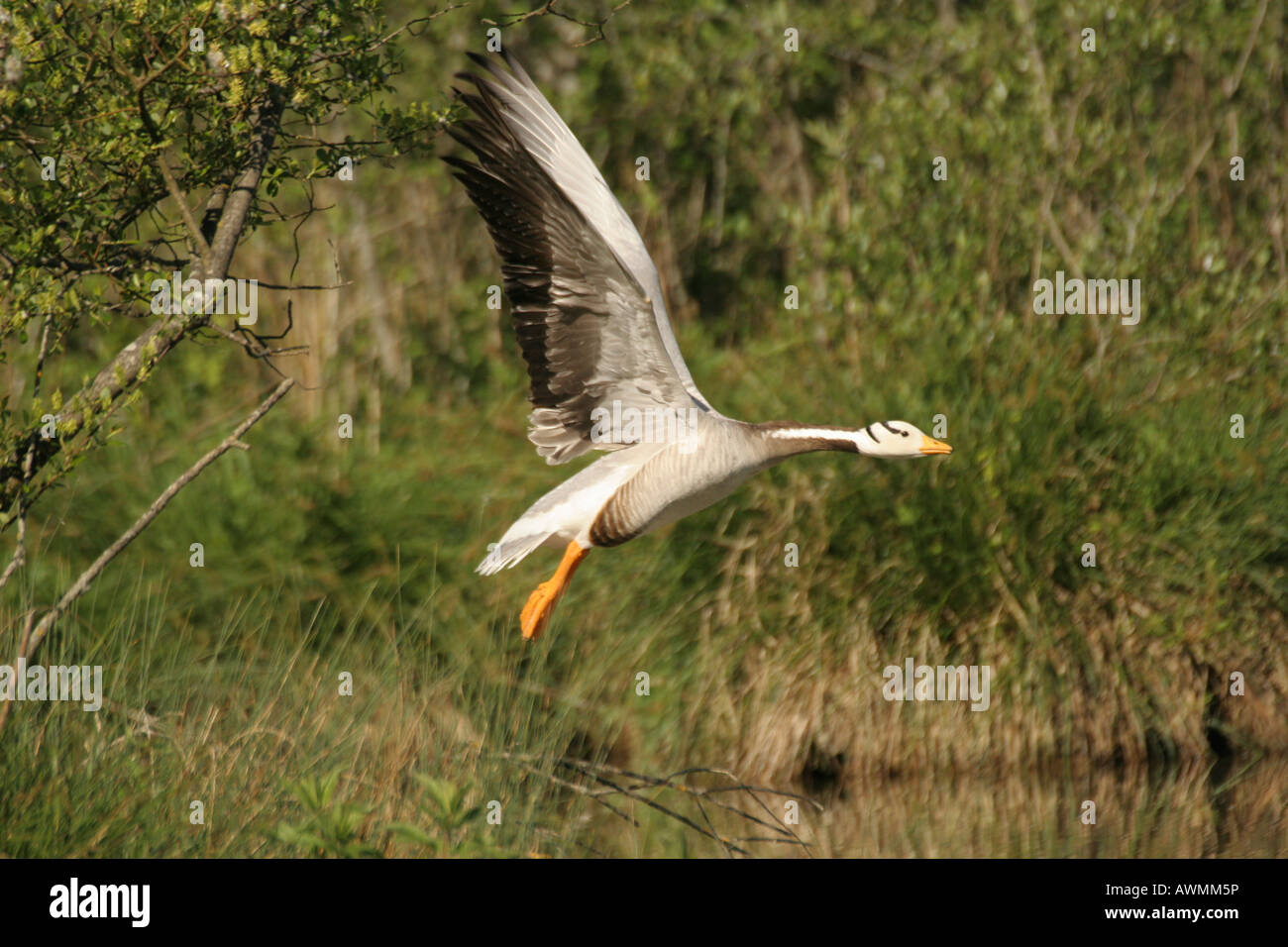 Bar headed goose flight hi-res stock photography and images - Alamy
