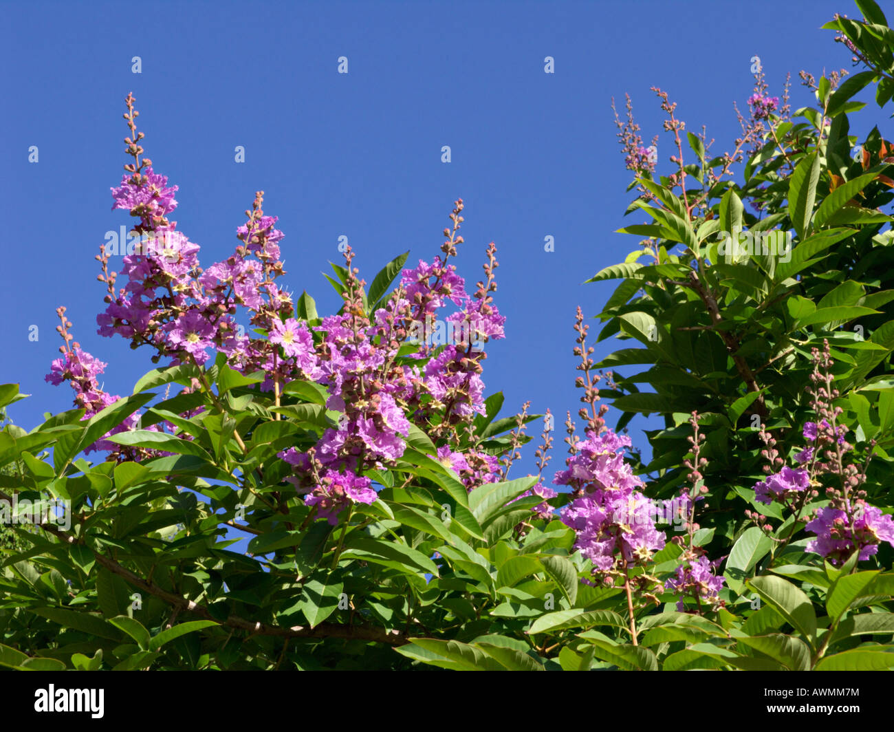 Giant crape myrtle (Lagerstroemia speciosa Stock Photo - Alamy