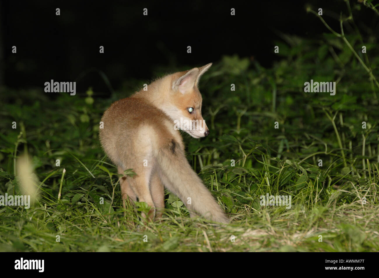 Red fox night hi-res stock photography and images - Alamy