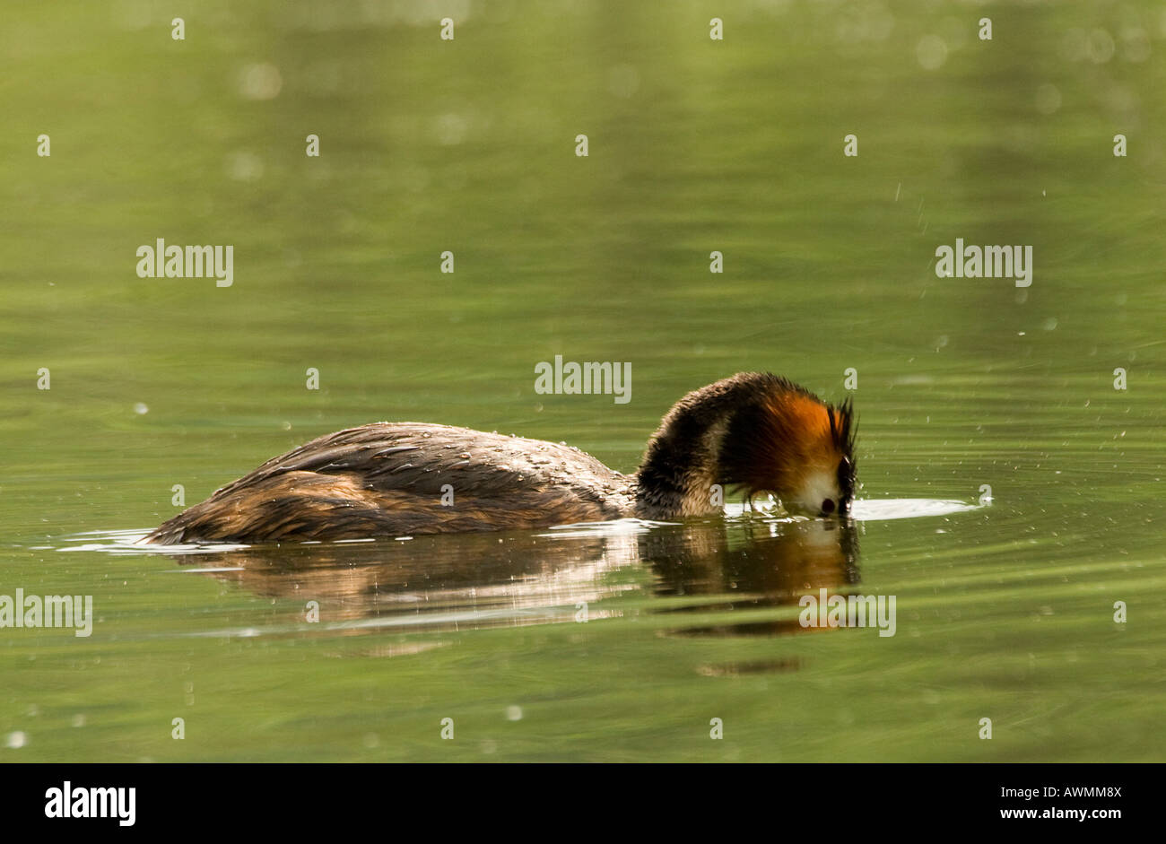 Great Crested Grebe (Podiceps cristatus) about to dive Stock Photo - Alamy