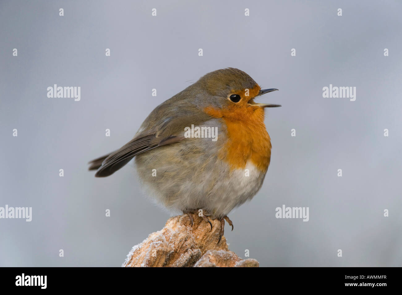 Robin with open beak hi-res stock photography and images - Alamy