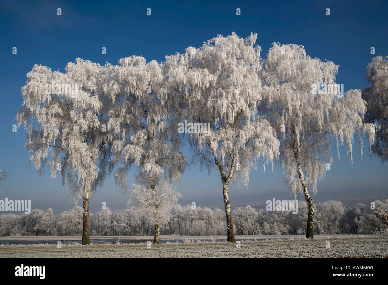 Frost-covered Silver Birch or Weeping Birch trees (Betula pendula ...