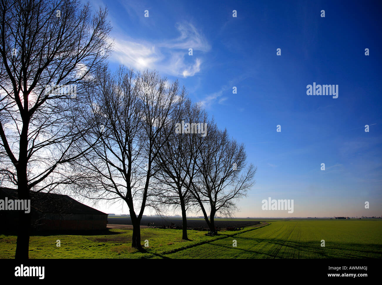 Cirrus Uncinus clouds Silhouetted trees on the Flat Landscape of the ...