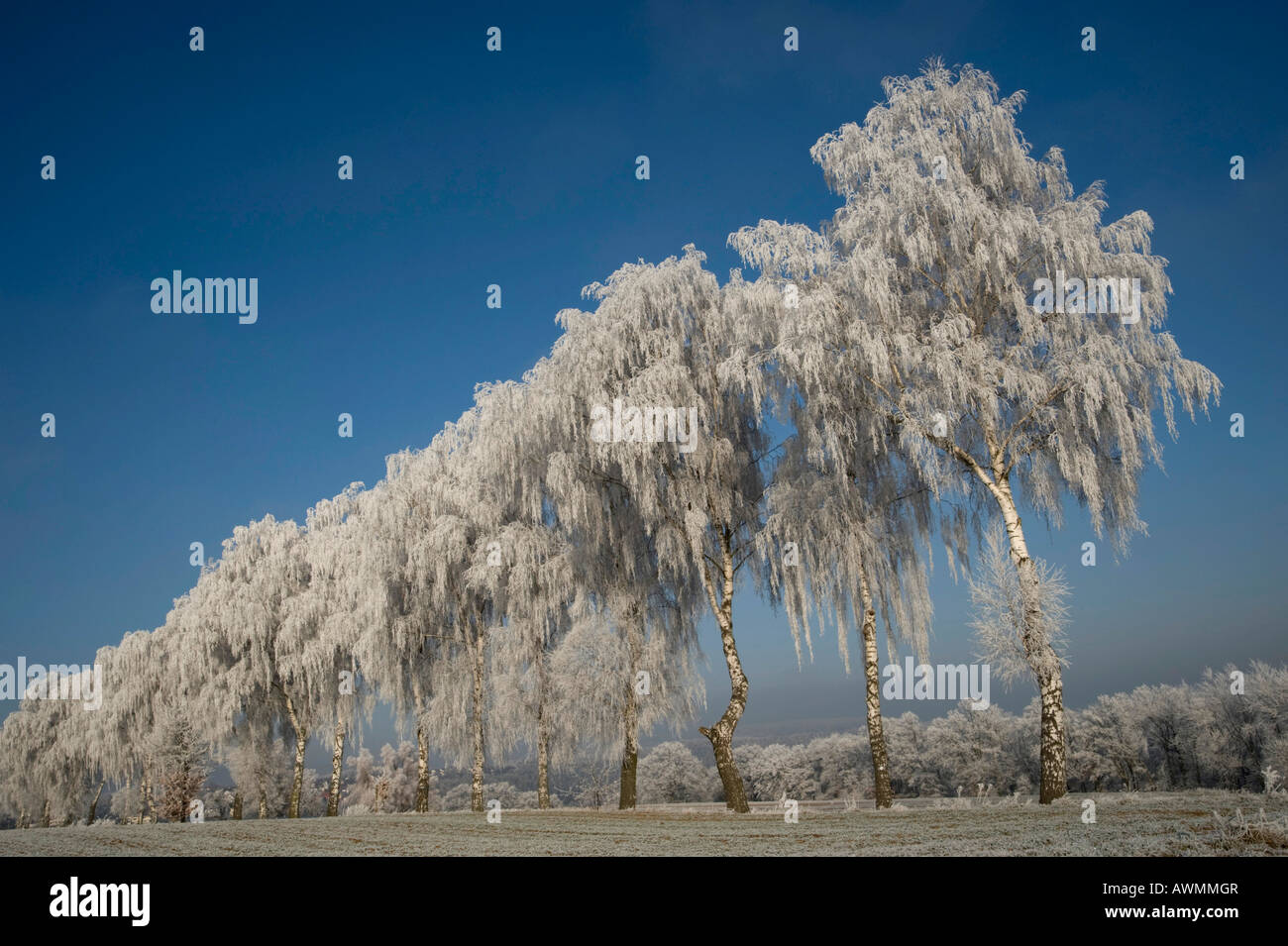 Frost-covered Silver Birch or Weeping Birch trees (Betula pendula ...
