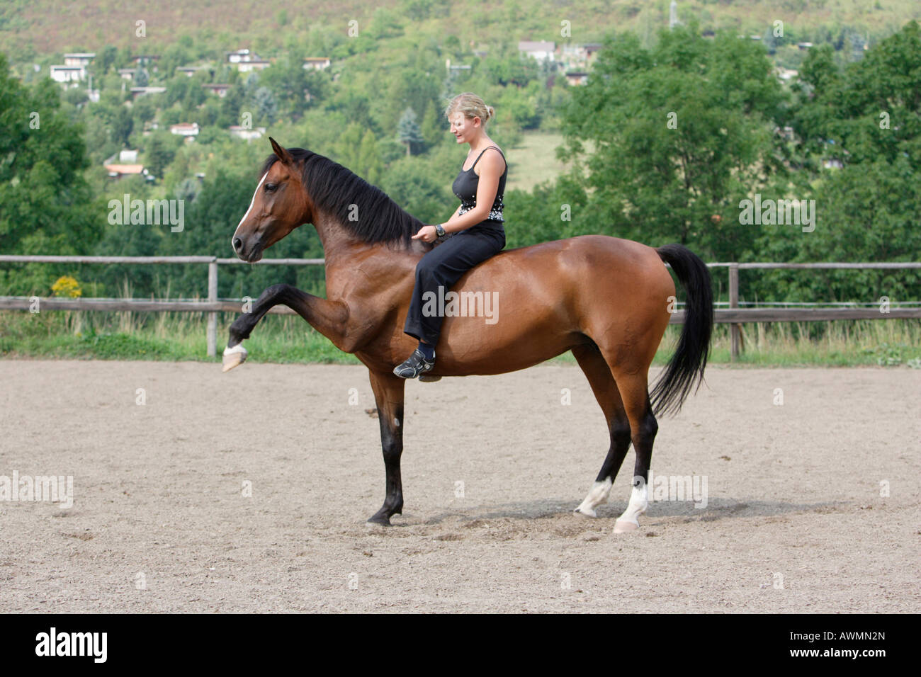 Dressage train hi-res stock photography and images - Alamy