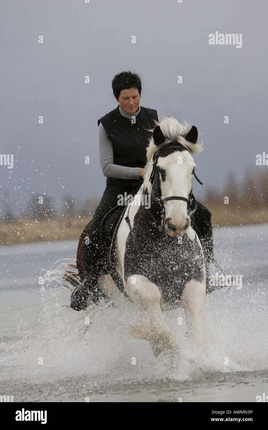 Young woman riding a Gypsy Vanner Horse (Irish Cob Horse Stock Photo ...
