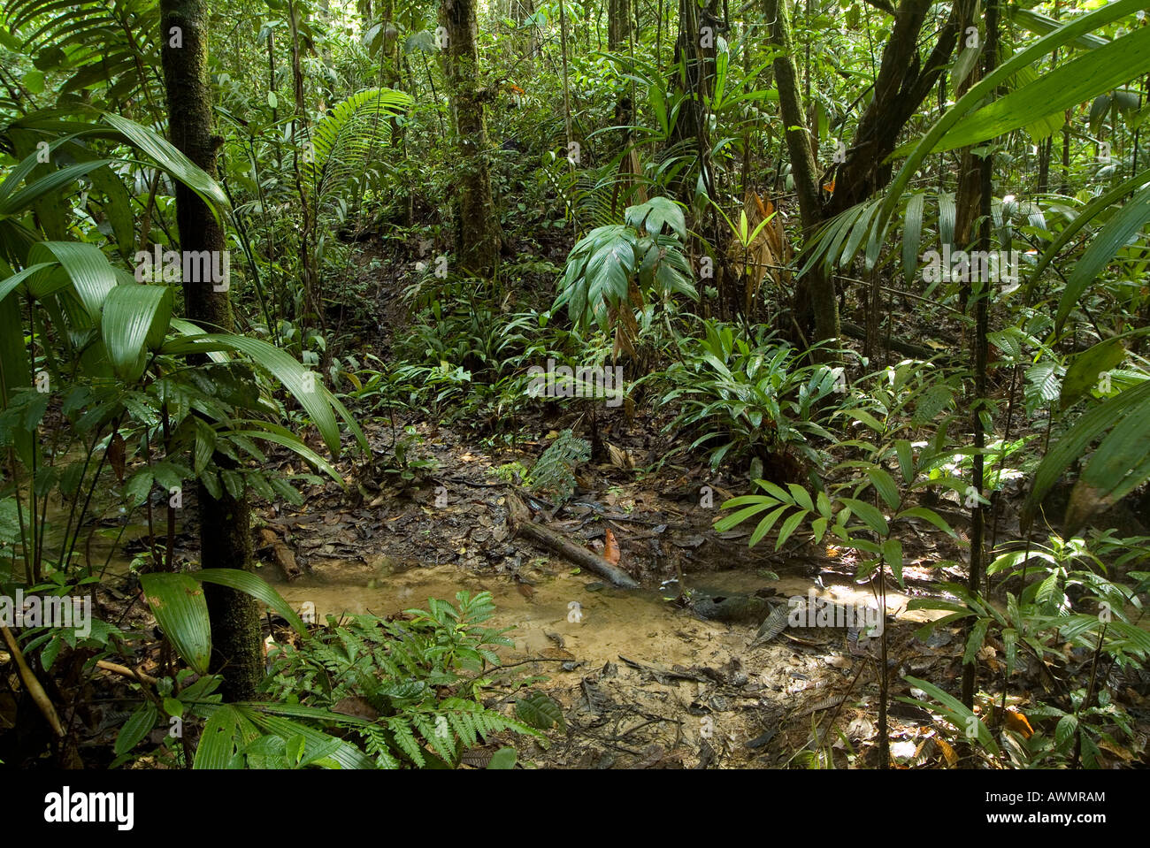 Amazon rainforest understory hi-res stock photography and images - Alamy