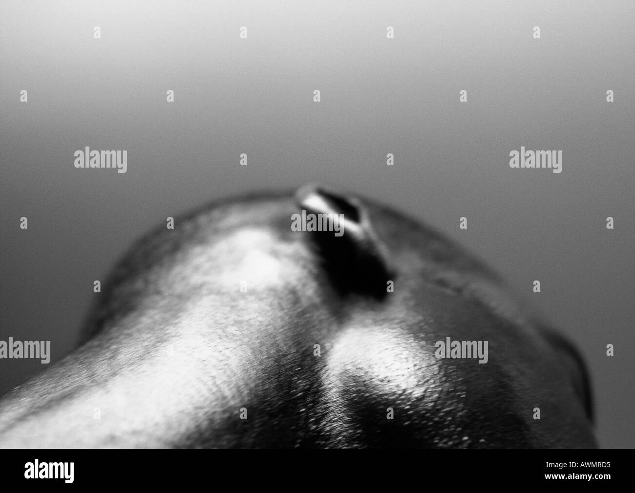 Jaw body parts Black and White Stock Photos & Images - Alamy