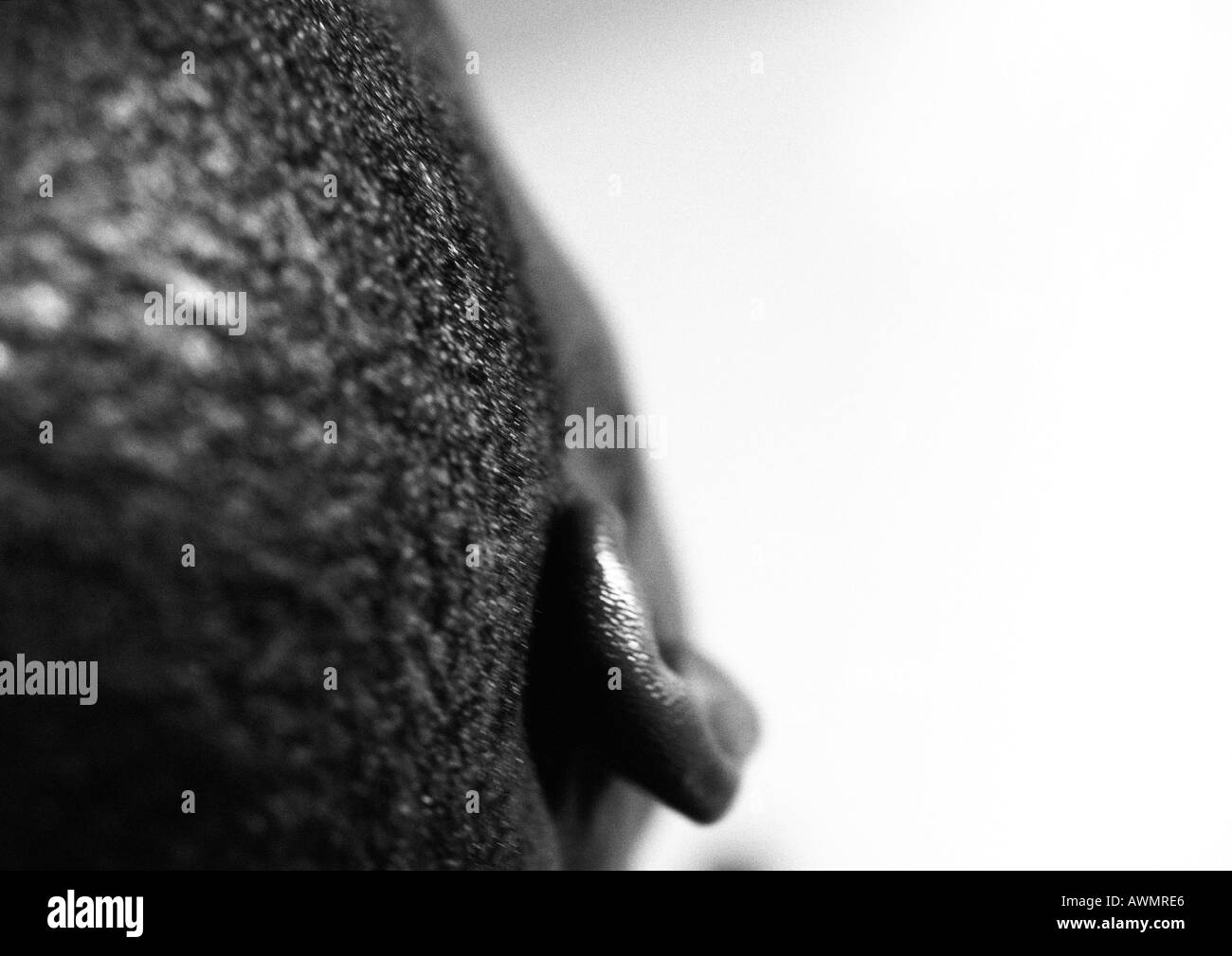 Man's ear, close up, view from behind, black and white Stock Photo - Alamy