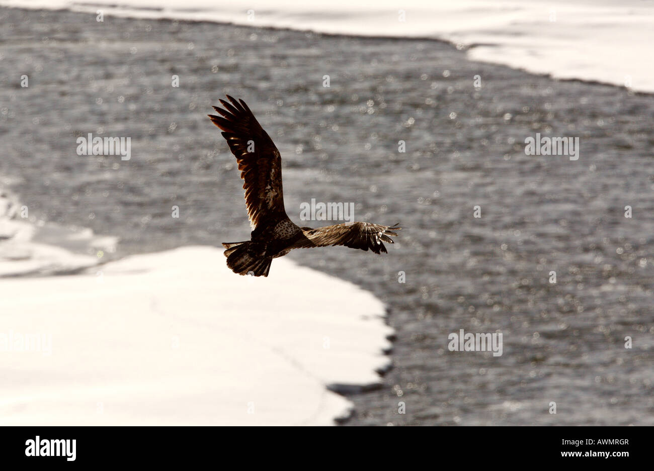 Bald Eagle flying over river Stock Photo - Alamy