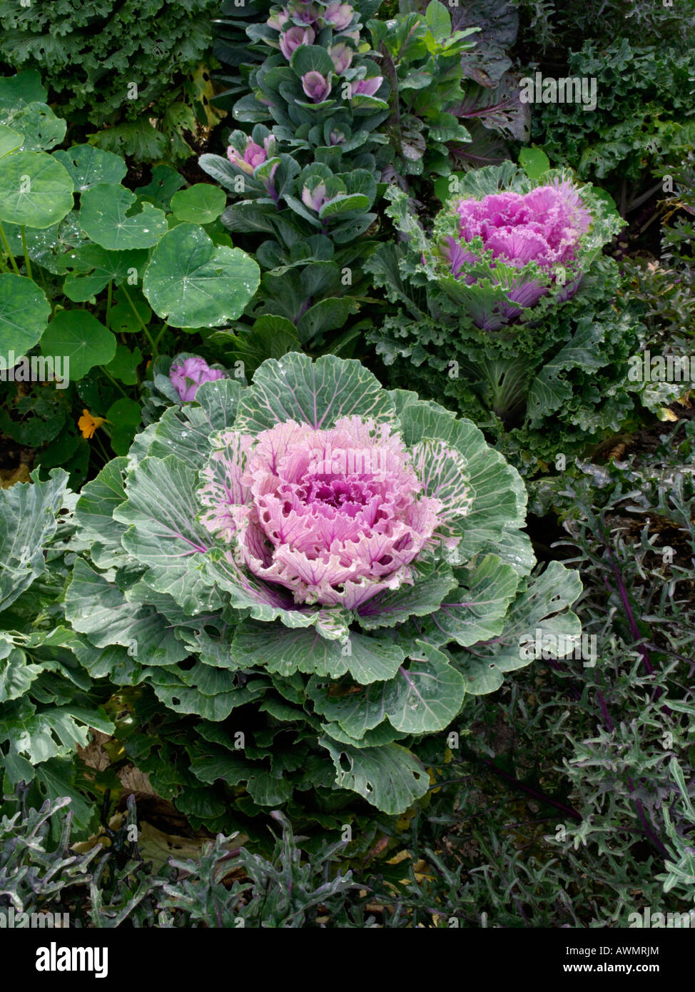 Flowering cabbage (Brassica oleracea Stock Photo - Alamy