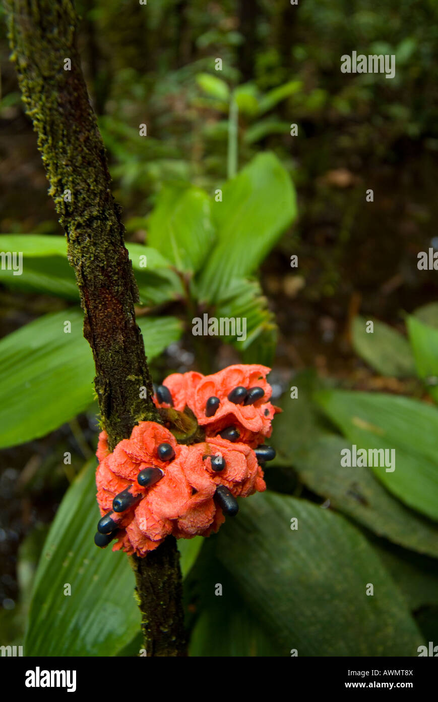 Rainforest fruit or flower in aguajal palm swamp Yavari Peru Stock ...