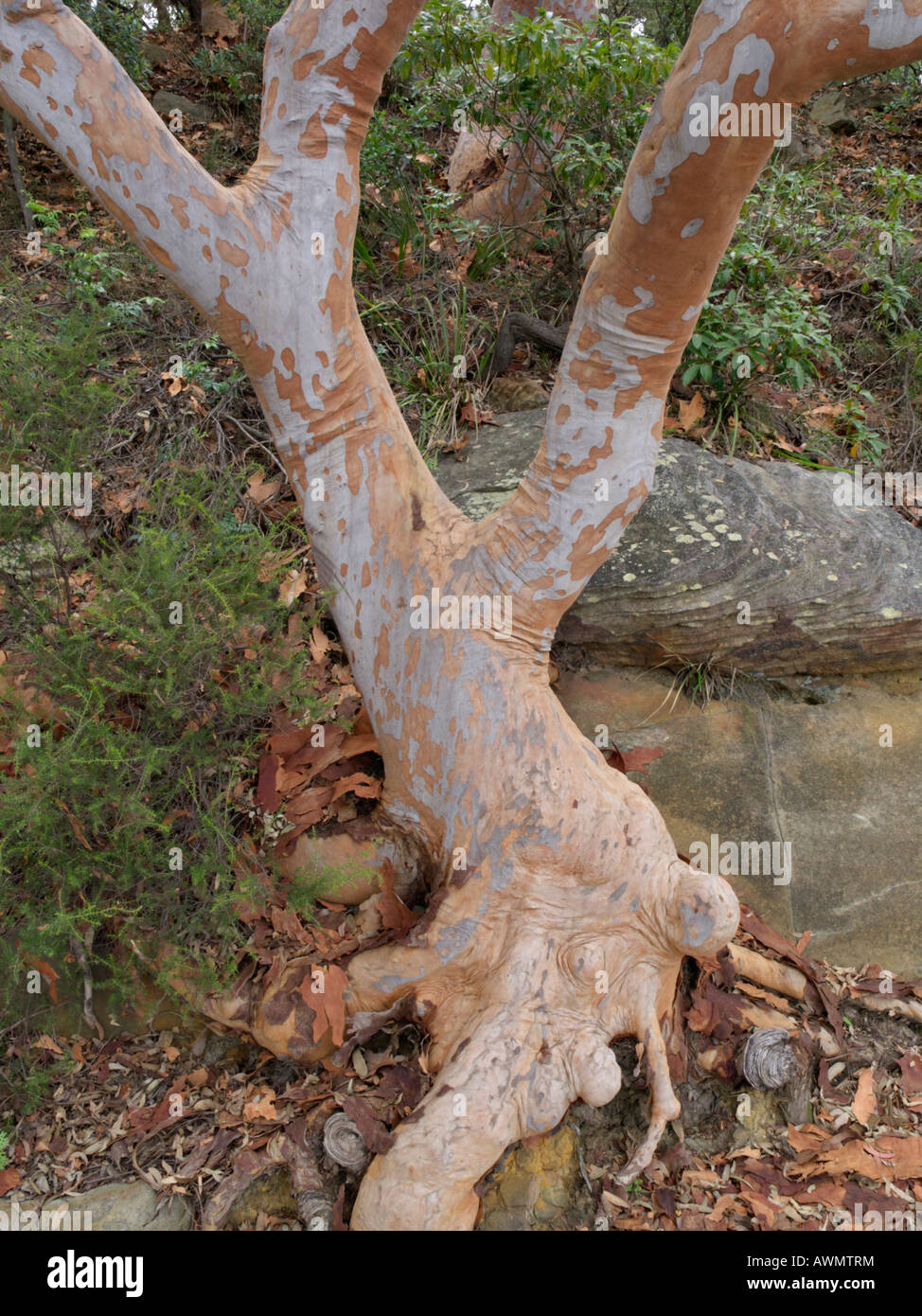 Sydney red gum tree hi-res stock photography and images - Alamy
