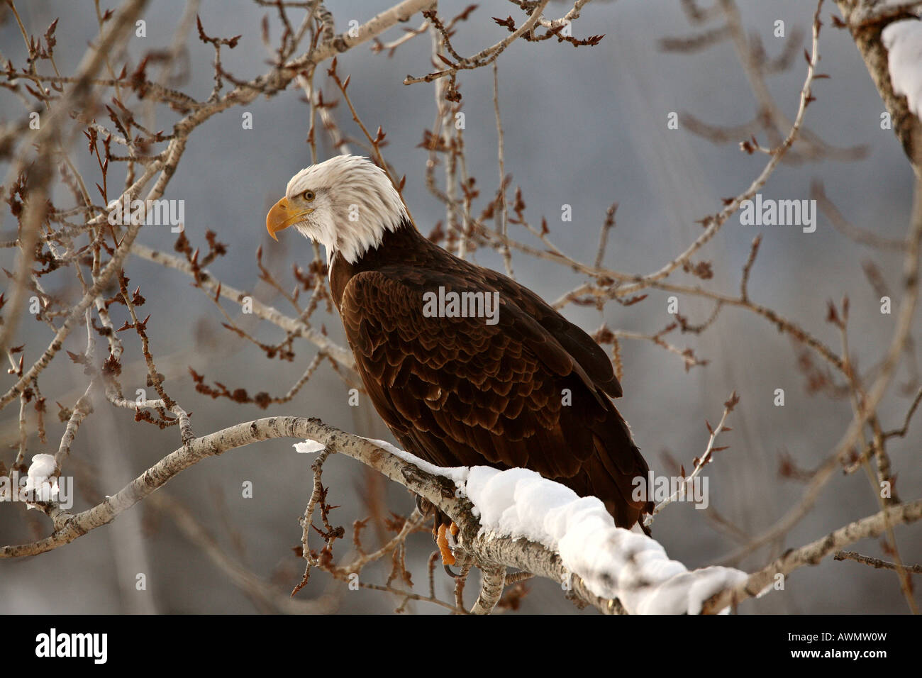 Bald Eagle perched in tree Stock Photo - Alamy